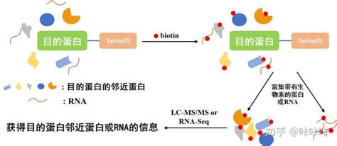 技术分享——邻近标记技术 Proximity Labeling Pl 知乎