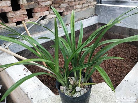 建兰龙岩素 建兰大荷素 大凤素 第3页 大山谷图库