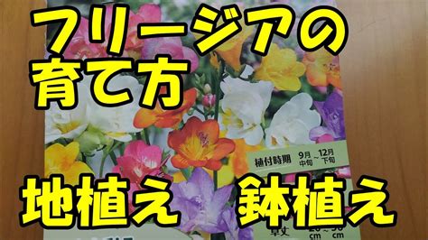 フリージアの育て方 鉢植え 地植え How to grow freesia YouTube