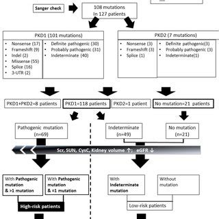 Flow Diagram Of Genetic Diagnosis Mutation Detection And Pathogenic Download Scientific