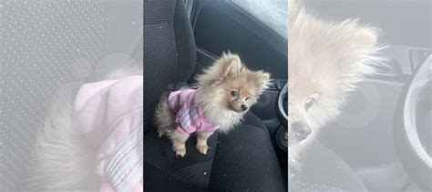 Померанский шпиц купить в Тольятти Животные и зоотовары Авито
