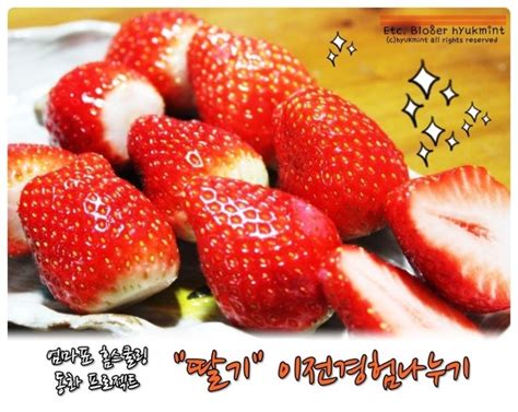 [엄마표 홈스쿨링] 딸기 동화 프로젝트 사후 활동 1 이전경험나누기 맛 향 모양 네이버 블로그