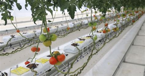 수소·태양·히트펌프 모두 쓰는 스마트팜에서 토마토가 자란다