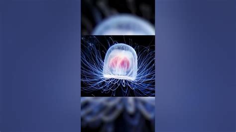 ერთადერთი უკვდავი ცხოველ Youtube