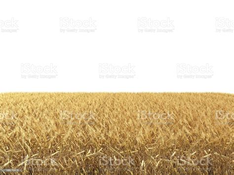 흰색 배경 3d 렌더링에서 격리된 밀 필드 농장에 대한 스톡 사진 및 기타 이미지 농장 밀 일러스트레이션 Istock