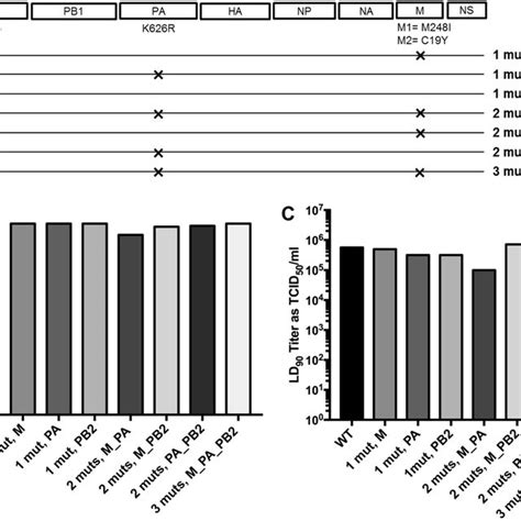 In Vitro And In Vivo Replication Efficiency Of Recombinant Wild Type