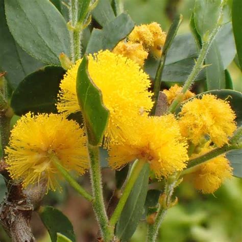 Buy Acacia Seed Online Australian Seed Store Australian Seed