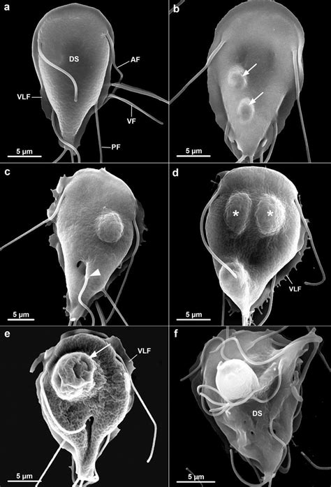 Untreated Trophozoites A And Parasites Exposed To Download