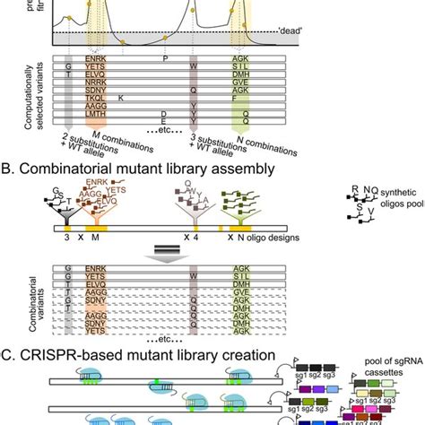 Comparing Typical Massively Parallel Assays To Machine Learning‐guided Download Scientific