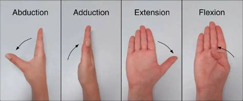 Carpometacarpal Joint Anatomy Structure Function