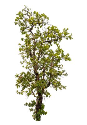 Pixel Tree PNGs For Free Download