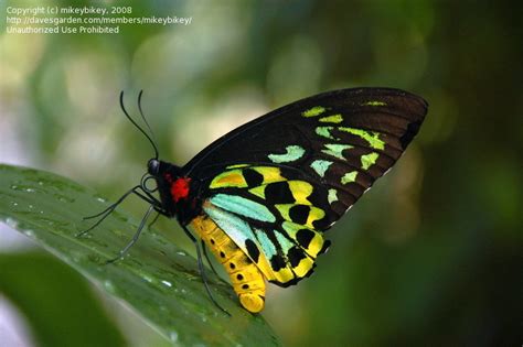 Bug Pictures Cape York Birdwing Troides Priamus By Mikeybikey