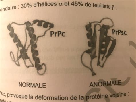 Structure Et Fonction Des Protéines Suite Cartes Quizlet