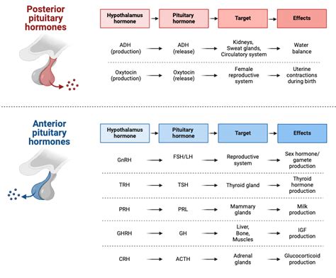 Endocrine System Definition Structure Primary And Secondary Glands