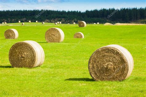 Grass Seed And Hay Rolls At Jesse Banks Blog