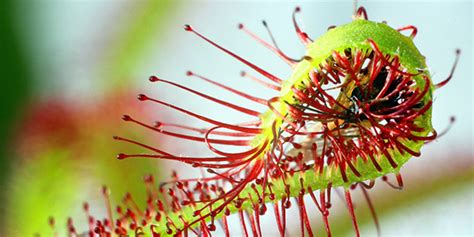 Sundews National Wildlife Federation
