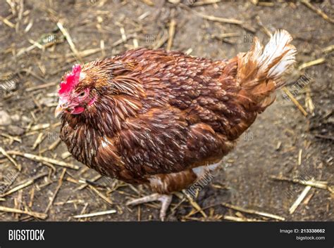 Alive Red Chicken Image And Photo Free Trial Bigstock