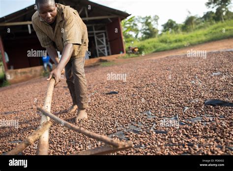 Cocoa Bean Fermentation Hi Res Stock Photography And Images Alamy