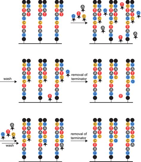 Origin Of Phasing Effects Depiction Of The Sequencing By Synthesis Download Scientific Diagram