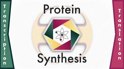 Protein Sythesis Youtube