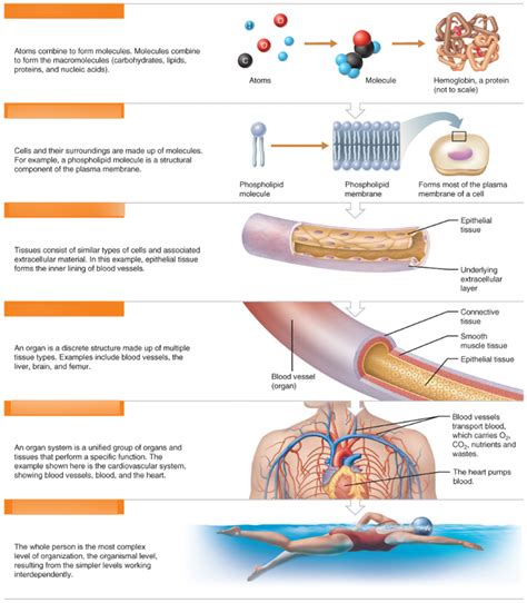 Anatomy Chapter 1 Diagram Quizlet