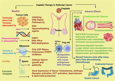 Cisplatin For Cancer Therapy And Overcoming Chemoresistance Heliyon