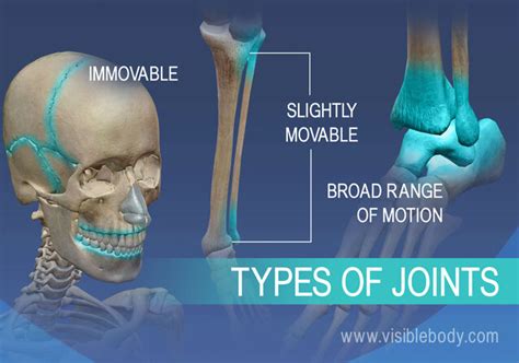 Overview Of Skeleton Learn Skeleton Anatomy