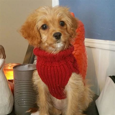 Cavapoo In Red Sweater Next To Tin Can And Candle Holder
