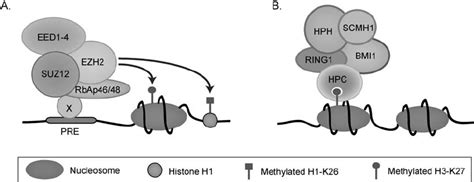 Polycomb Repressive Complexes Prcs A Mammalian Core Subunits Of Download Scientific