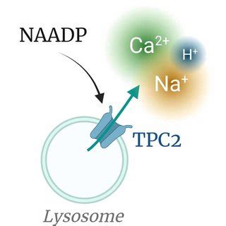 Structure Of TPCs A Topology Cartoon Of A TPC Monomer With Tandem Download Scientific