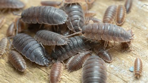 Are Roly Poly Bugs Good For Garden At Marie Vicente Blog