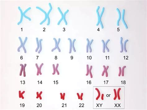 科学角度解释1号染色体，缺失和重复所致后果难以承担 柚喜问答