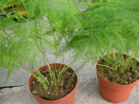 аспарагус мъката на художника Asparagus Градина