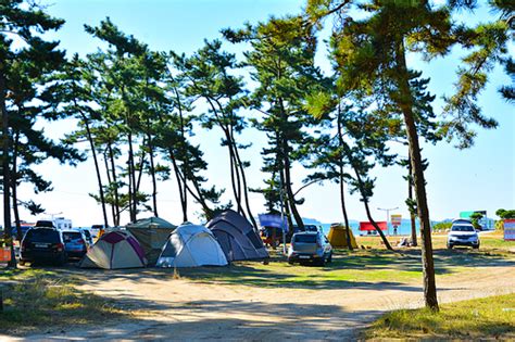 서해안 바닷가의 해변 송림속에 자리잡은 오토캠핑장 유토이미지 상세페이지 베이직샵 사진 21584346