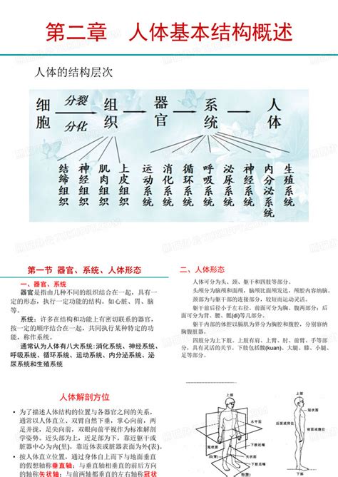 人体解剖生理学ppt模板下载编号lebkkdpg熊猫办公