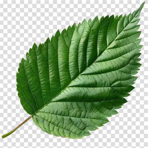 листья Png прозрачные Png листья растения Png 3d листья листья иллюстрация листья дурия Png