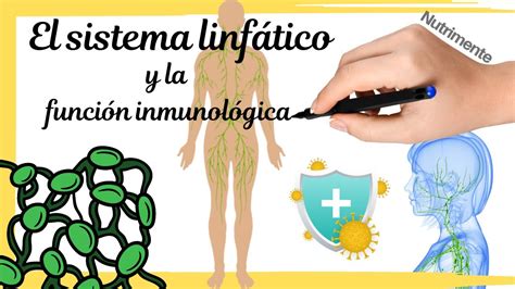 Función Del Sistema Inmunológico