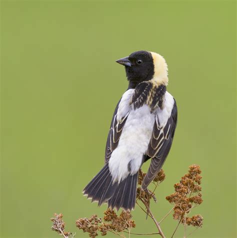 Bobolink Habitat Bobolink Habitat