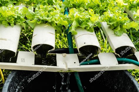 Vegetable Green Oak Growing In Hydroponic System Flow Water And