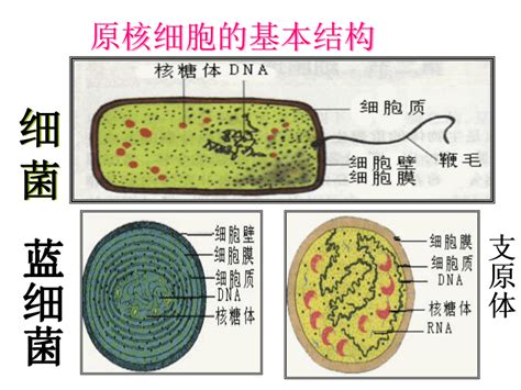 3 3《细胞核的结构和功能》课件 共40张ppt 21世纪教育网 二一教育