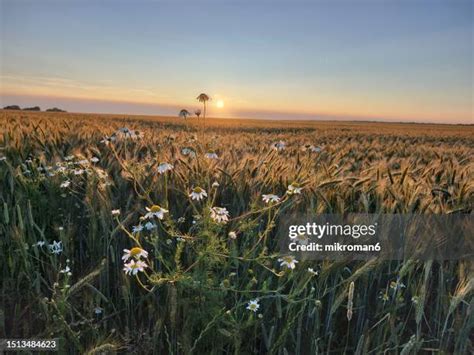 Dark Field Illumination Photos And Premium High Res Pictures Getty Images