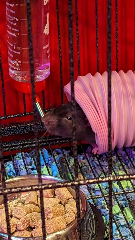 Abyssinian Grass Rat For Sale In Maricopa County 9