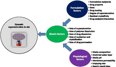 Role Of Permeability On The Biopredictive Dissolution Of Amorphous