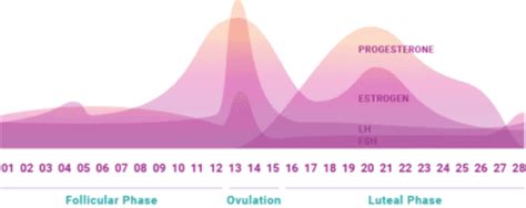 Cycle Syncing Should You Try It Blogilates