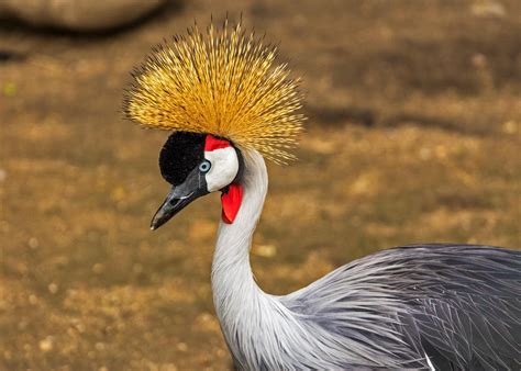 5000 Free Crane And Nature Images Pixabay
