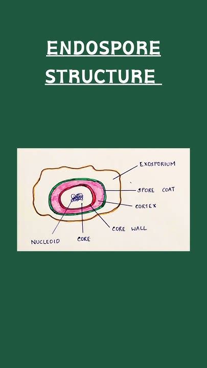 Endospore Structure Youtube