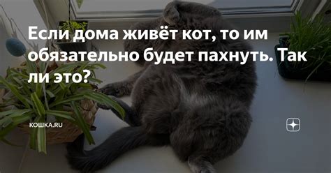 Если дома живёт кот то им обязательно будет пахнуть Так ли это Кошка Ru Дзен