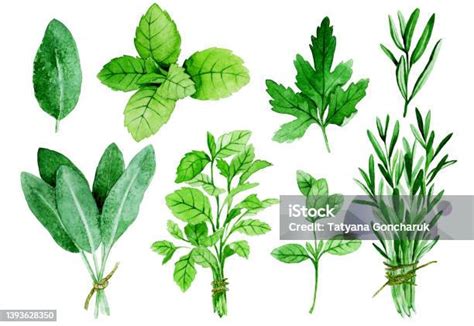 수채화 그림 빈티지 요리 허브 세트 허브와 향신료 세이지 로즈마리 민트 파슬리 오레가노 박하 요리에 대한 스톡 벡터 아트 및
