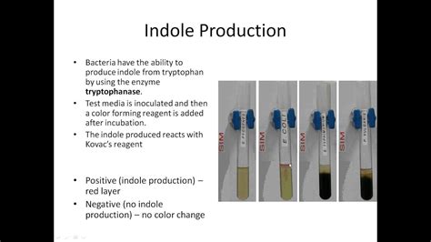 Sim Test Microbiology