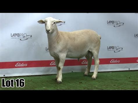 Lot 016 Youtube